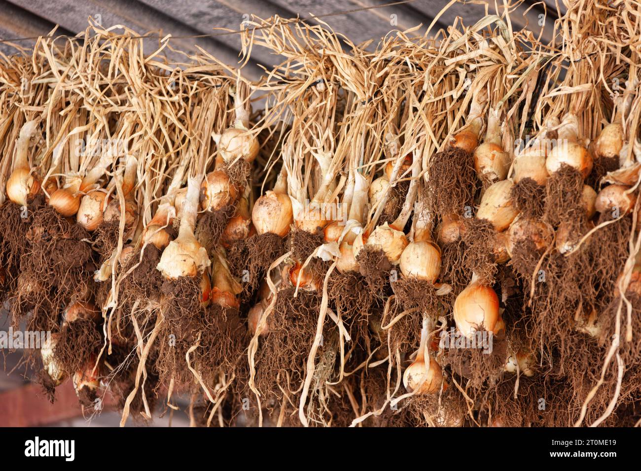 dry organic onion hanging on the ceiling at a farm for later ...