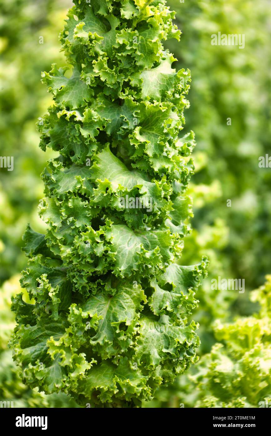garden lettuce plants growing at a farm for seeds Stock Photo - Alamy