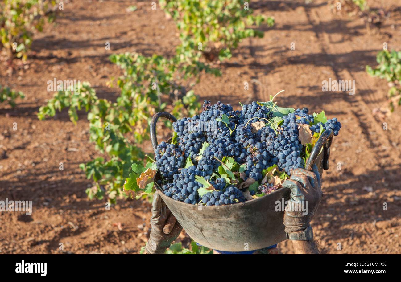 Grape harvester carries the bucket on his head. Grape harvest season ...