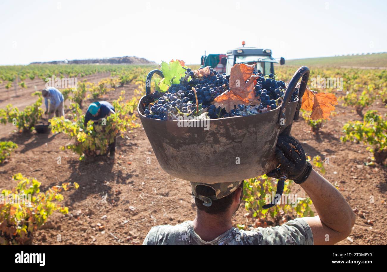 Grape harvester carries the bucket on his head to the trailer. Grape ...