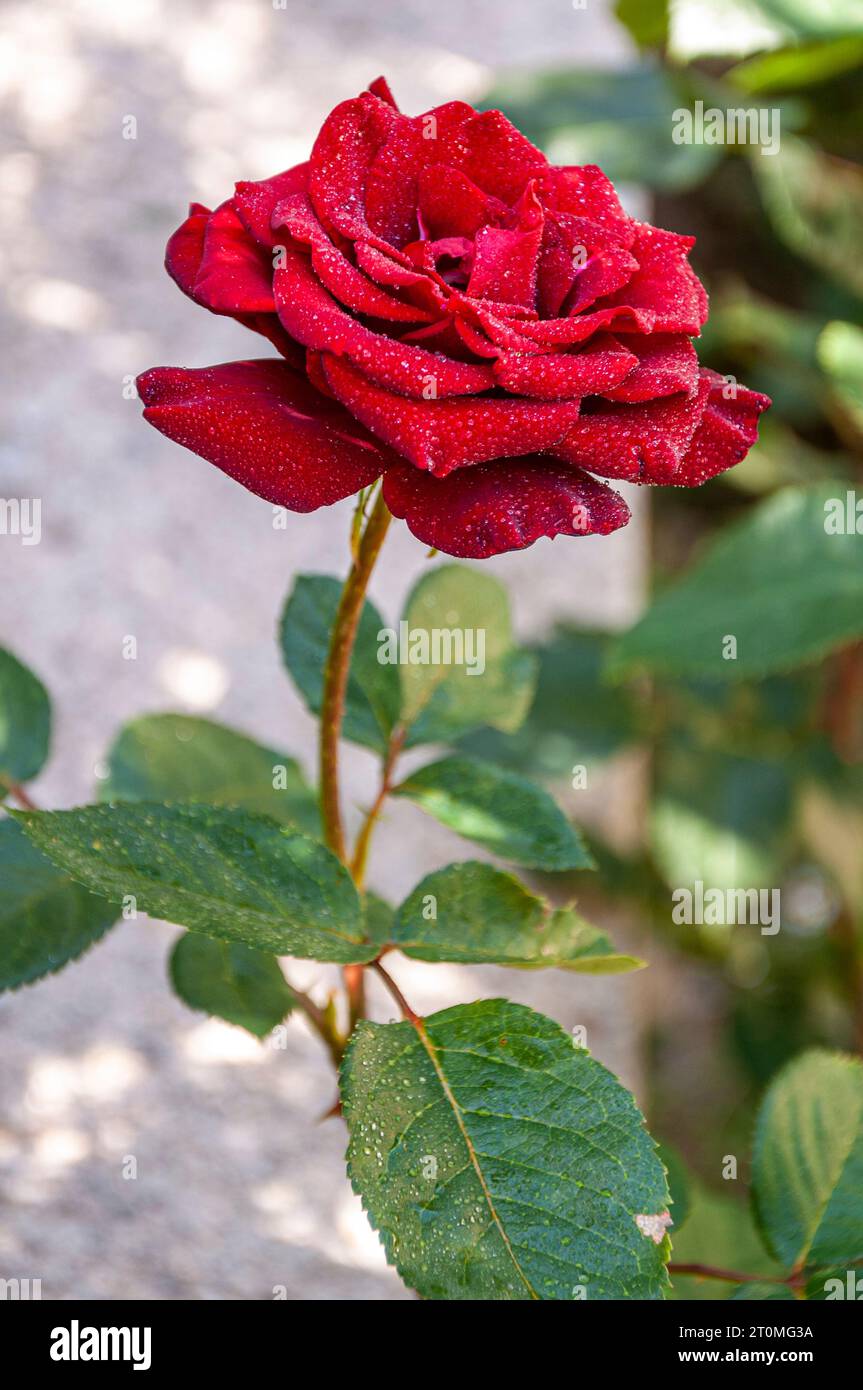 Closeup of red rose with frost drops Stock Photo - Alamy