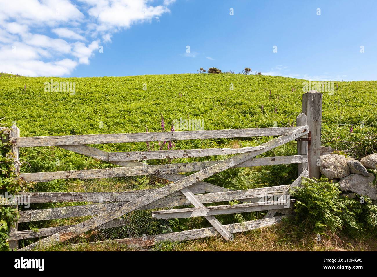 Rickety old wooden field gate, with a sea of bracken beyond: St. Martin ...
