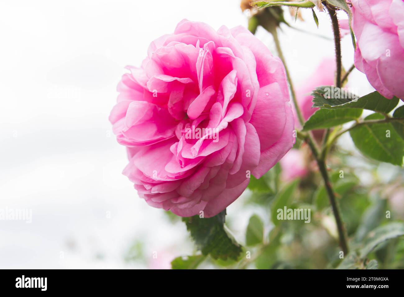Beautiful blooming flower of rose bush rose close-up Stock Photo - Alamy