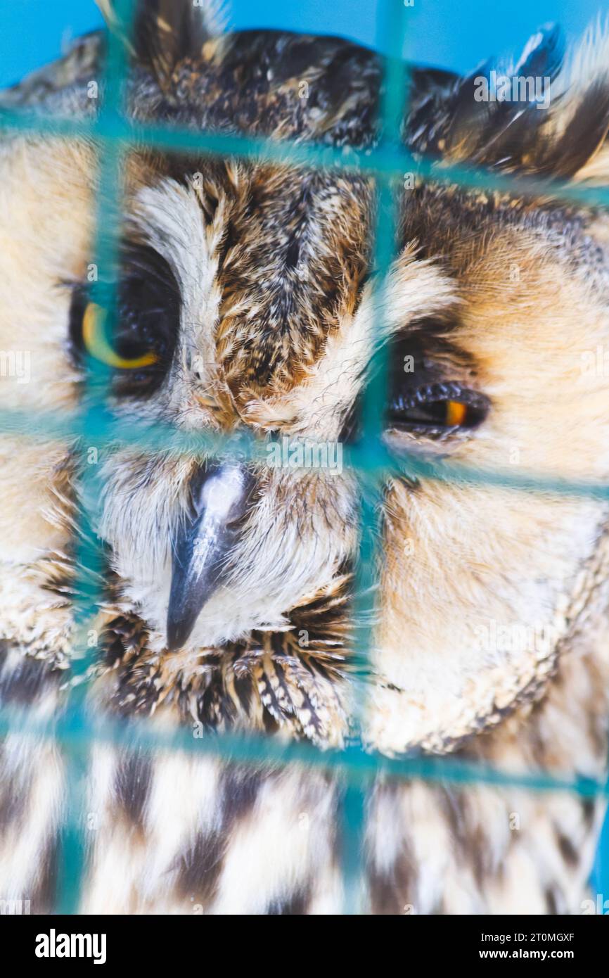 Owls in a cage at the zoo. Owl outdoors. A cute owl sits on a branch ...