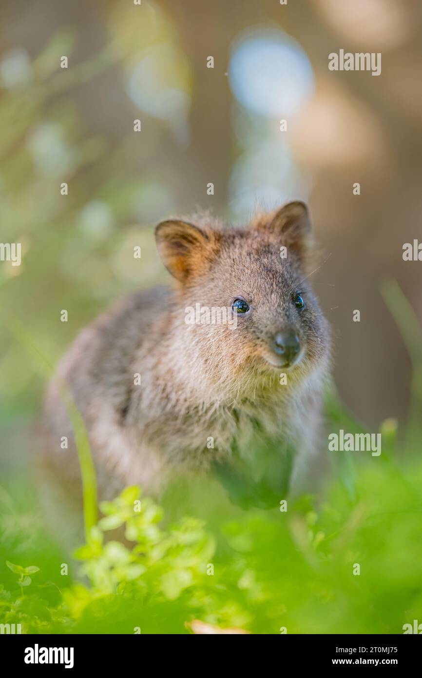 Happiest animal, quokka is happily sitting in the grass, portrait shot ...