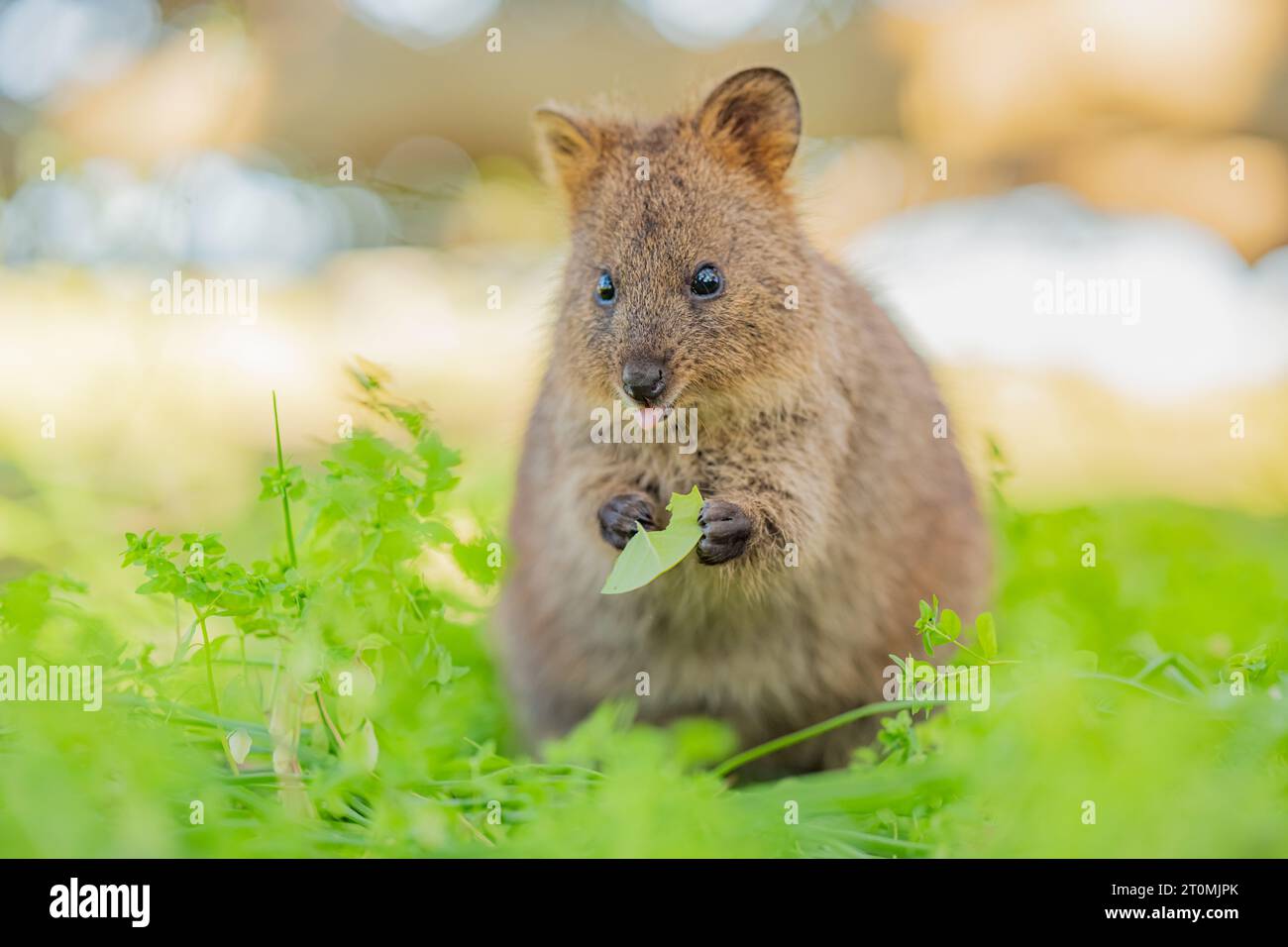 Quokka, happiest animal is enjoying a tasty leaf meal, Rottnest island ...