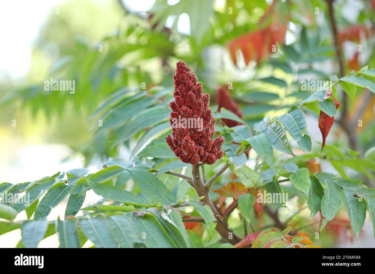 Rhus typhina (staghorn sumac Stock Photo - Alamy