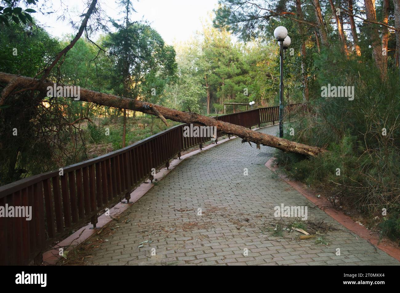 A fallen tree in forest blocked way Stock Photo - Alamy