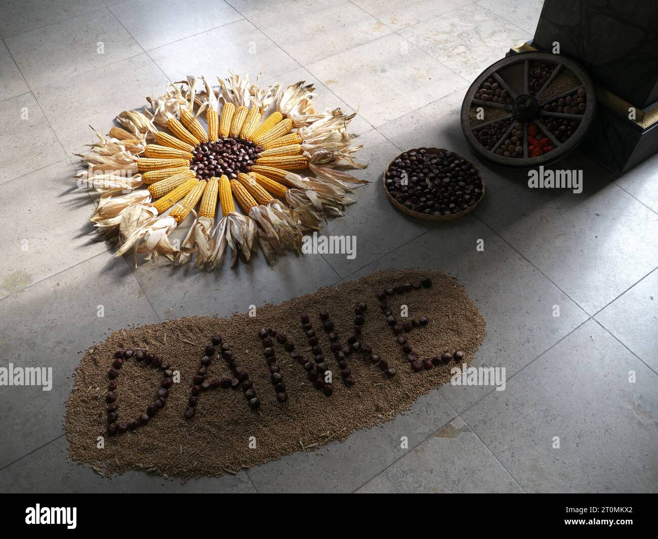 Arrangement of corn on the cob, grains and chestnuts for Thanksgiving ...