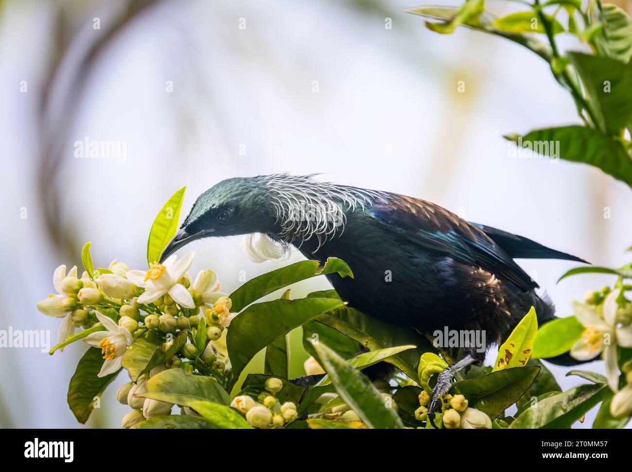 Tui bird feeding on sweet nectar on white flowers. Auckland Stock Photo ...