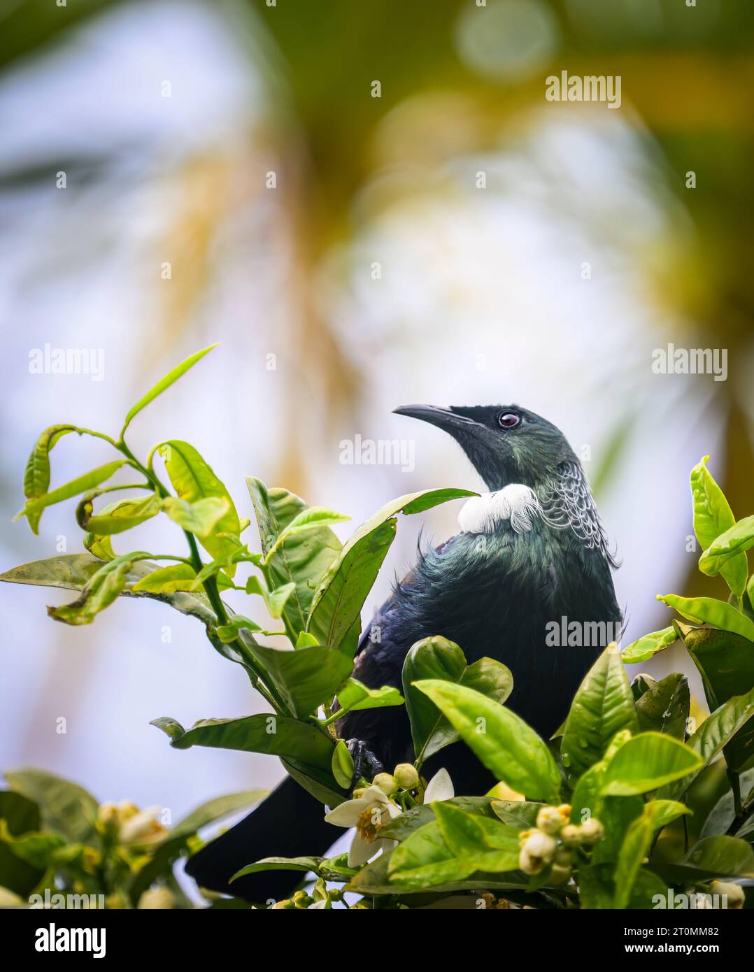Tui bird perched on grapefruit tree branches with white flowers ...