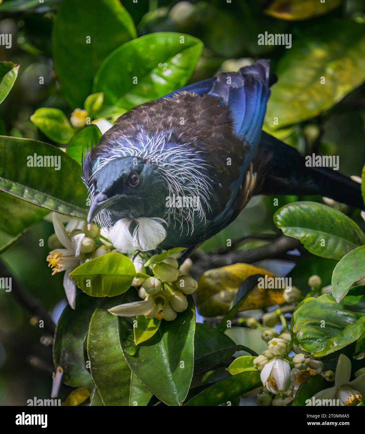 Tui bird perched on grapefruit trees with white flowers. Vertical ...