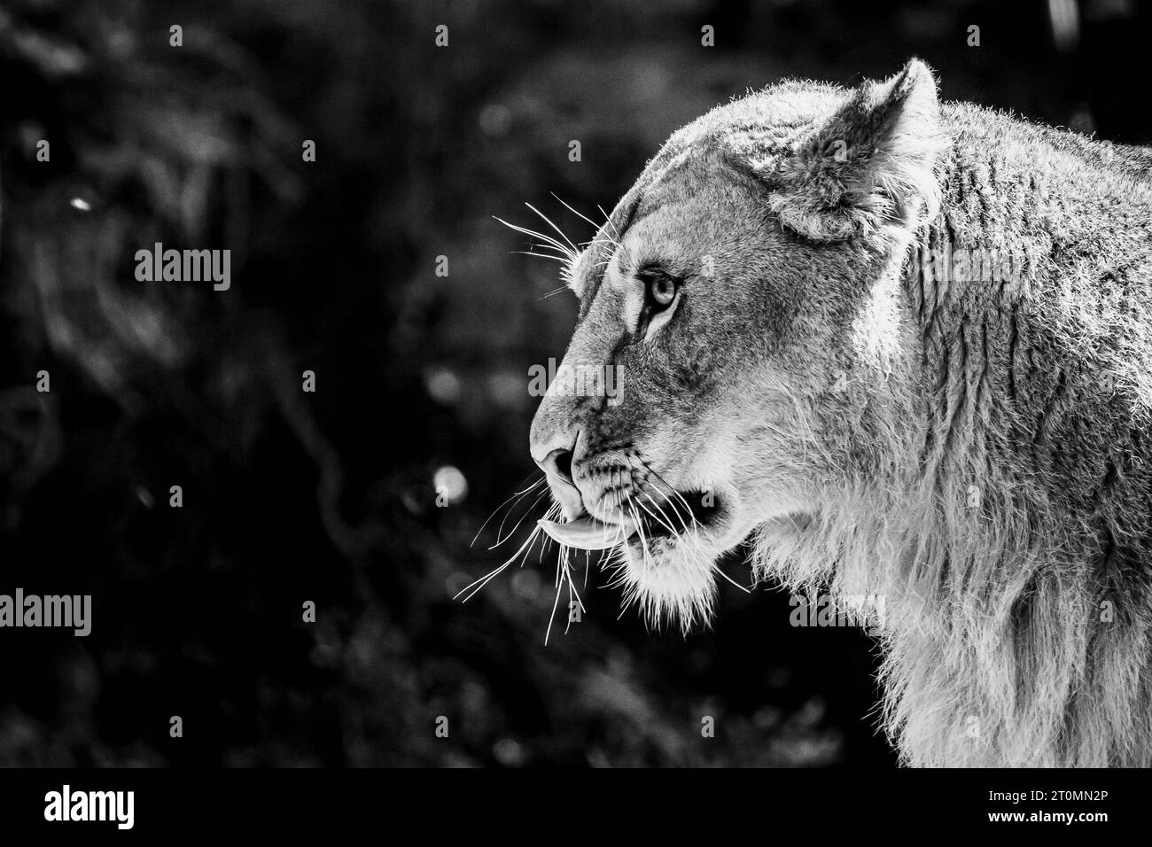 Portrait of a beautiful lioness Stock Photo - Alamy