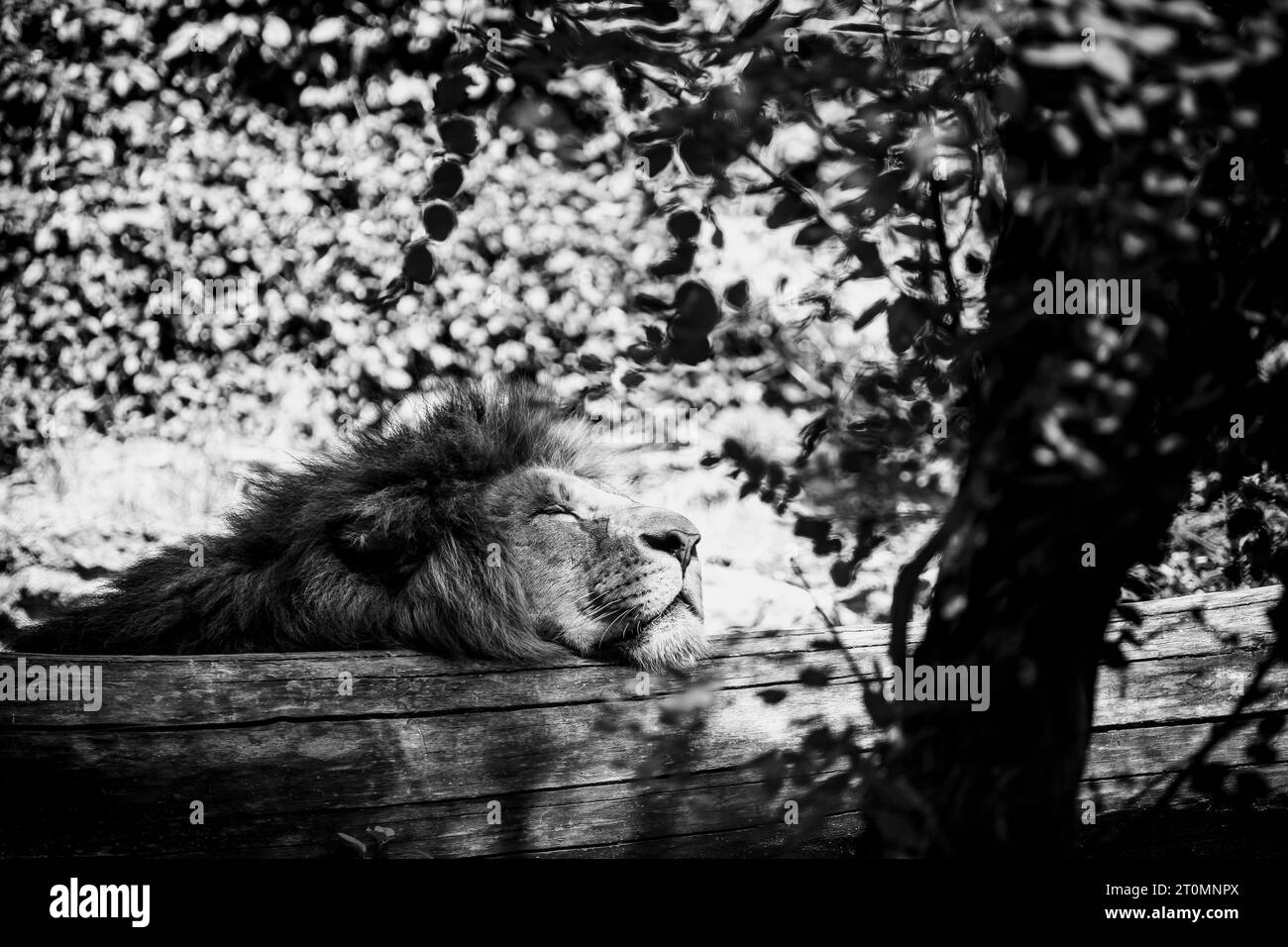 Large male lion majestic Black and White Stock Photos & Images - Alamy
