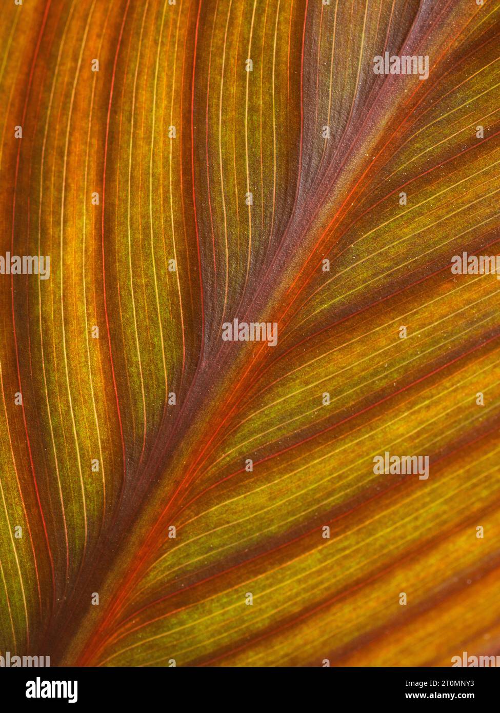 Close up photograph of a garden plant with foliage, flowers and fruits ...