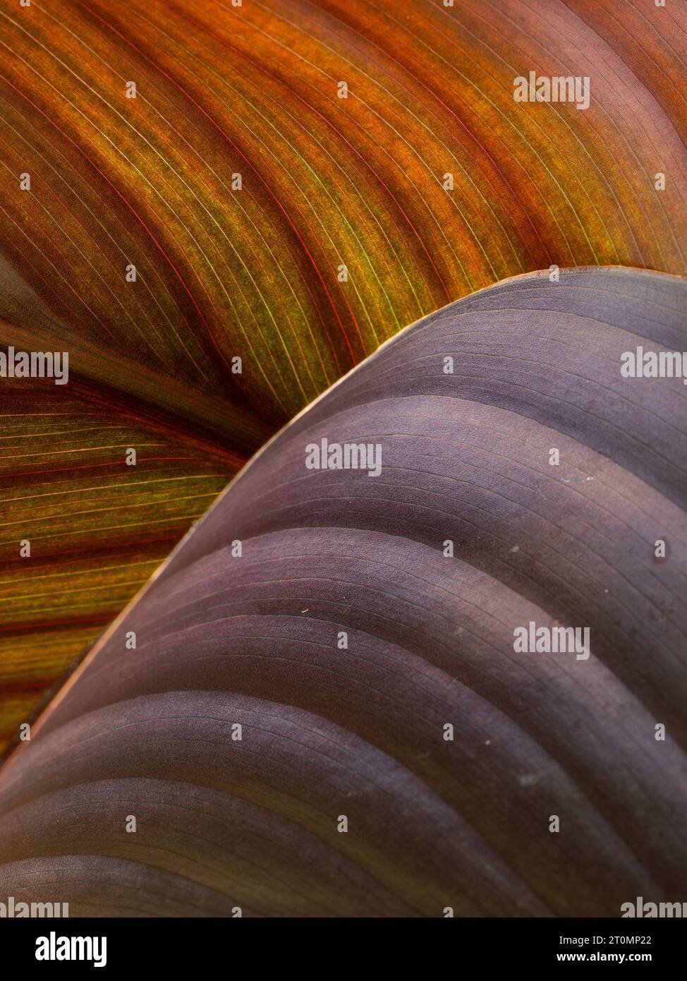 Close up photograph of a garden plant with foliage, flowers and fruits ...