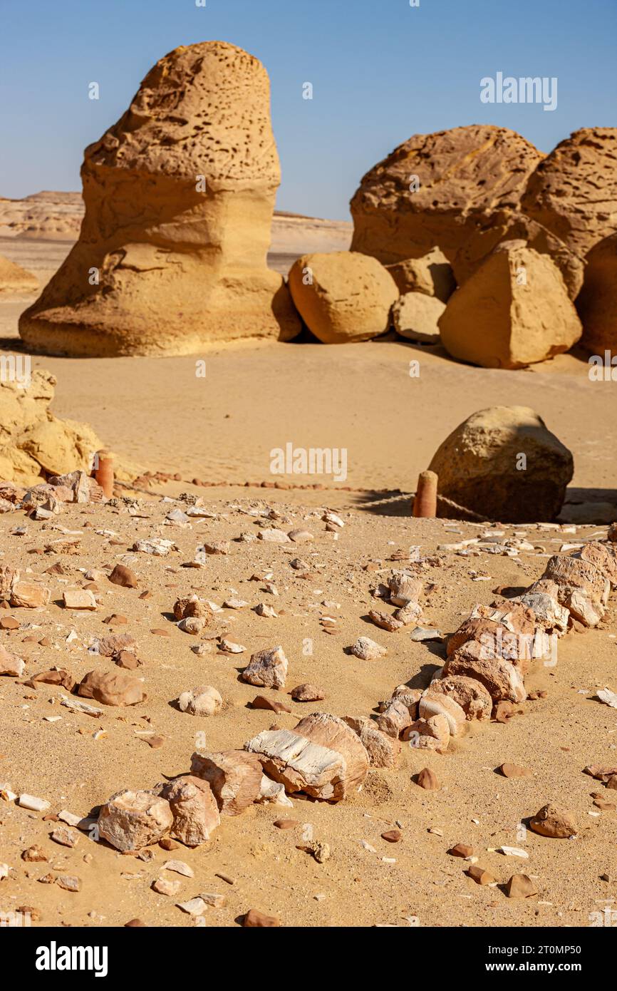 Egypt, Fayoum, Wadi el Hitan, Fossile skeleton of a prehistoric whale ...