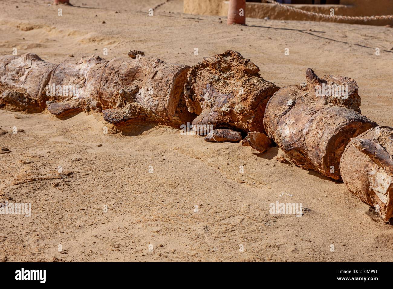 Egypt, Fayoum, Wadi el Hitan, Fossile skeleton of a prehistoric whale ...