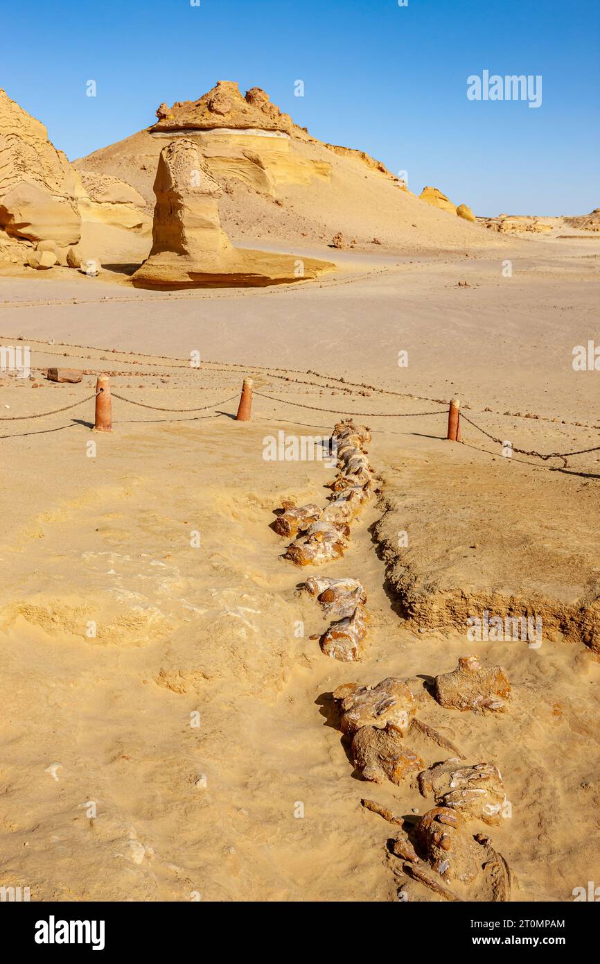 Egypt, Fayoum, Wadi el Hitan, Fossile skeleton of a prehistoric whale ...