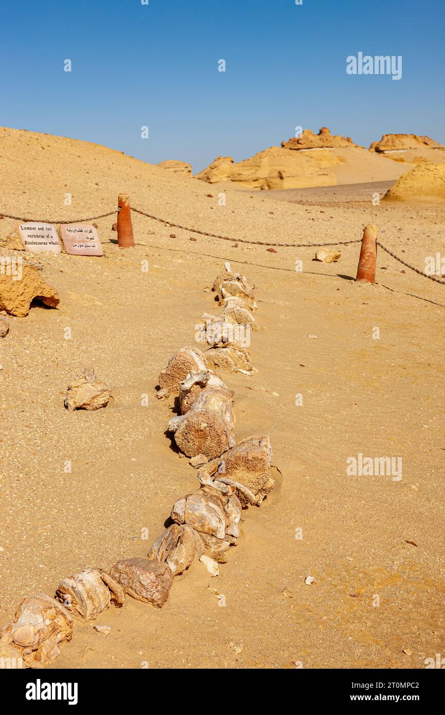 Egypt, Fayoum, Wadi el Hitan, Fossile skeleton of a prehistoric whale ...