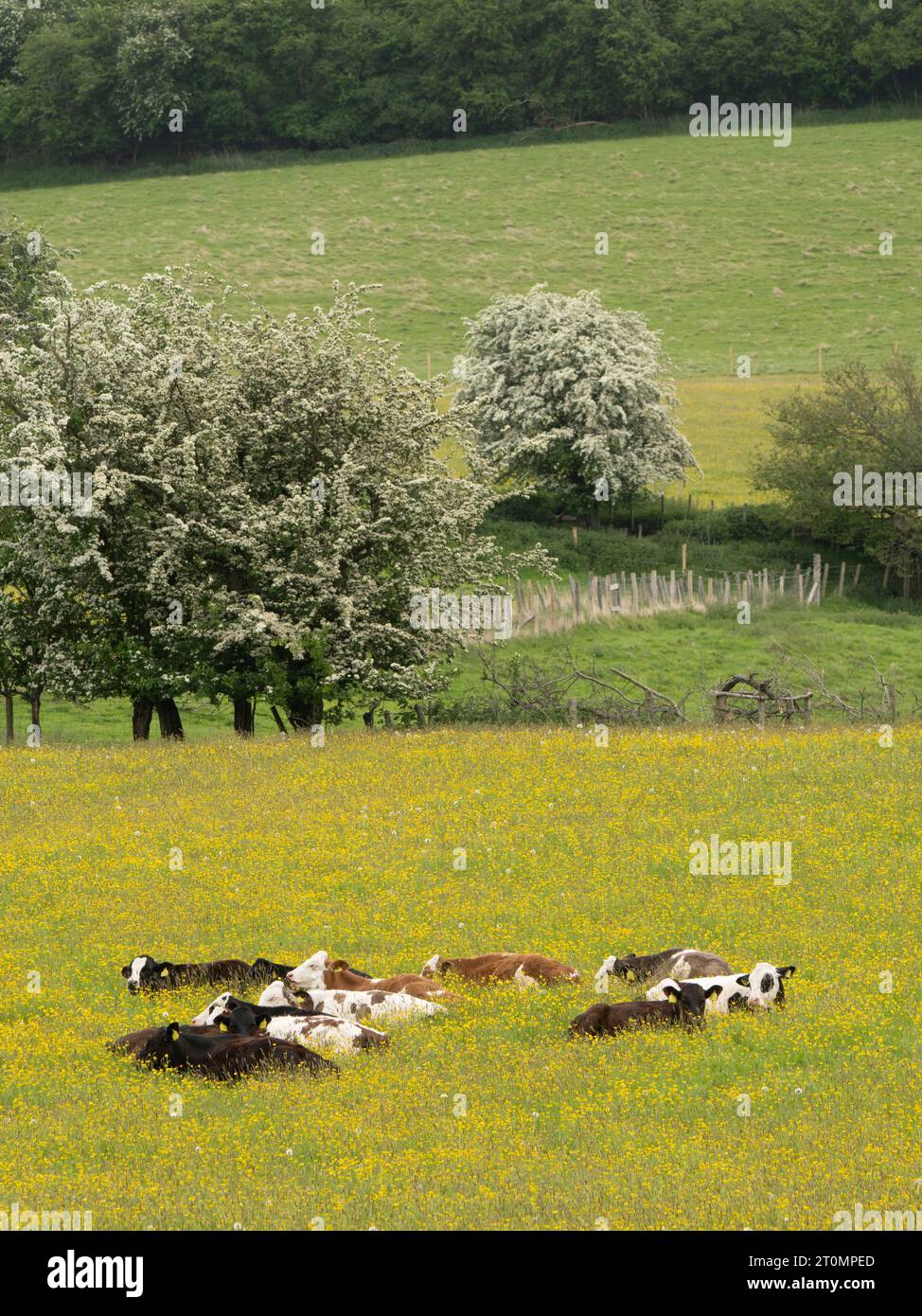 Farm animals in Shropshire, England Stock Photo - Alamy