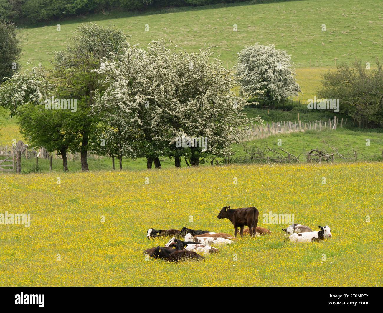 Farm animals in Shropshire, England Stock Photo - Alamy