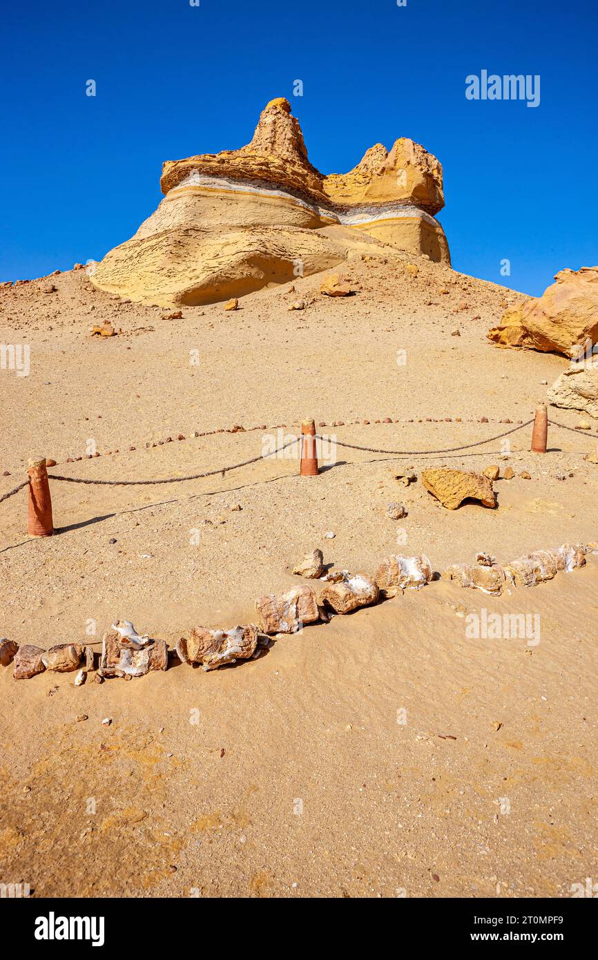 Egypt, Fayoum, Wadi el Hitan, Fossile skeleton of a prehistoric whale ...