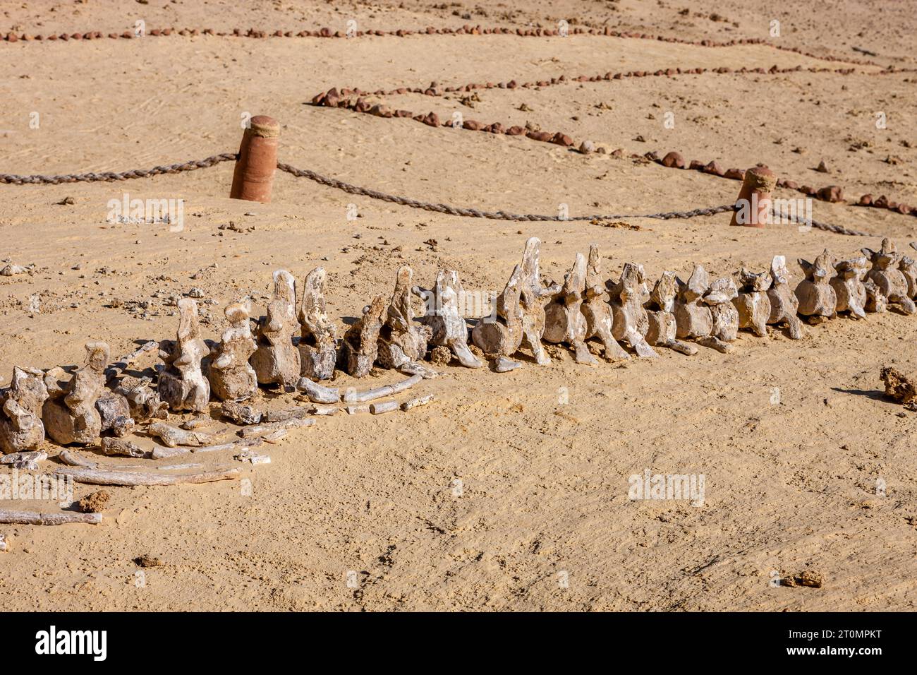 Egypt, Fayoum, Wadi el Hitan, Fossile skeleton of a prehistoric whale ...