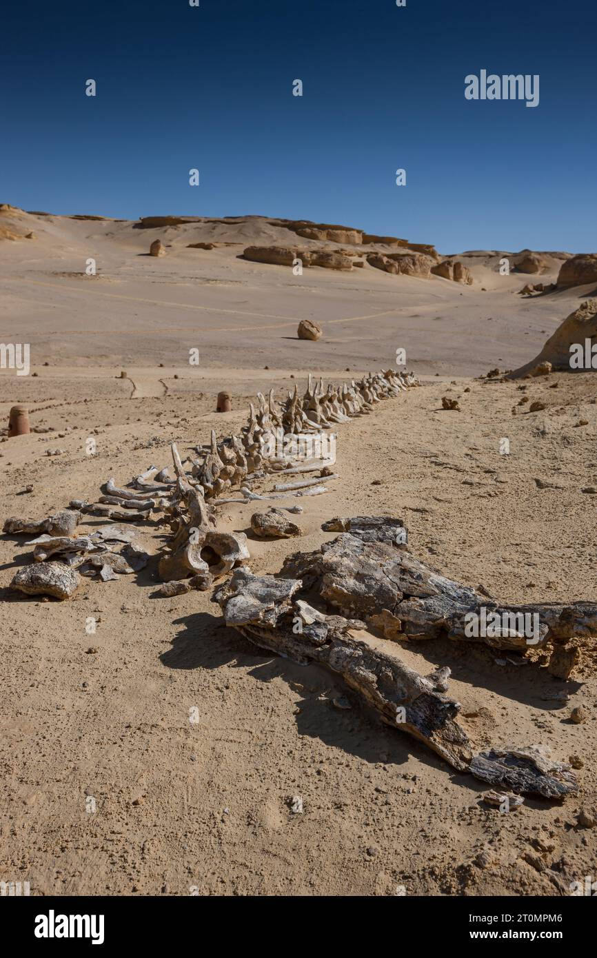 Egypt, Fayoum, Wadi el Hitan, Fossile skeleton of a prehistoric whale ...