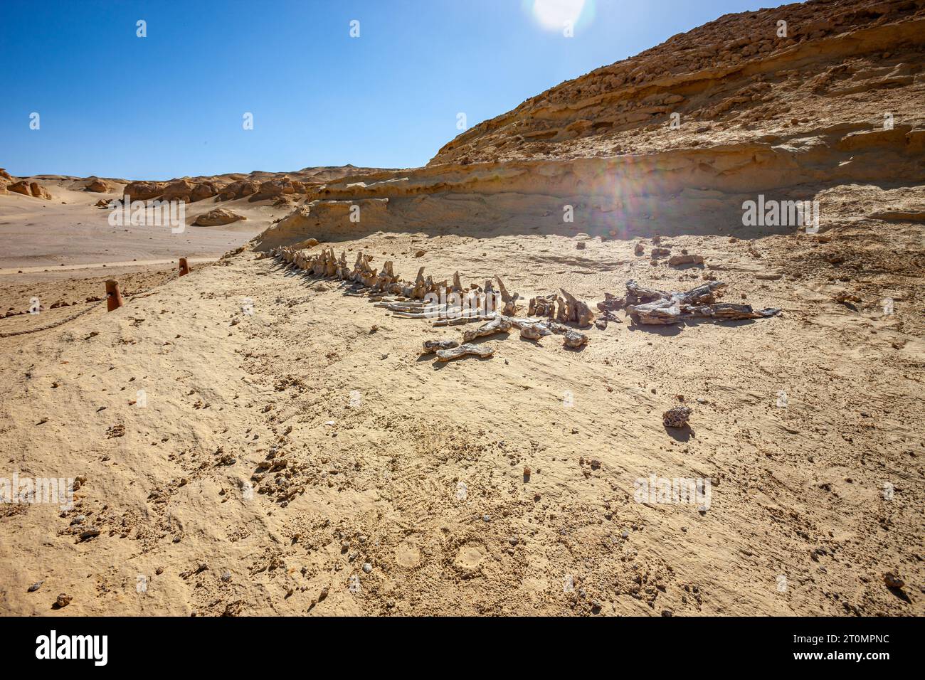 Egypt, Fayoum, Wadi el Hitan, Fossile skeleton of a prehistoric whale ...
