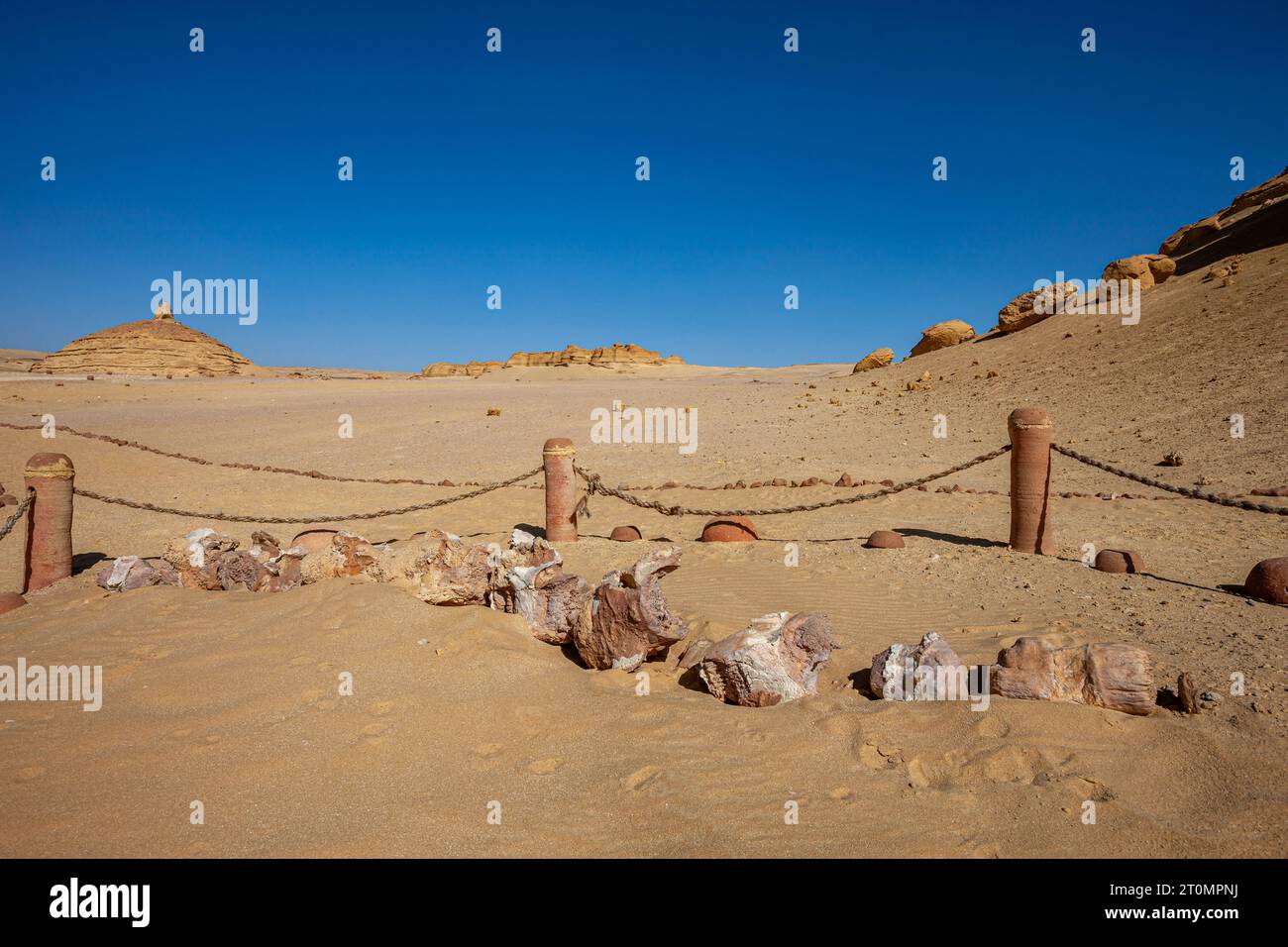 Egypt, Fayoum, Wadi el Hitan, Fossile skeleton of a prehistoric whale ...