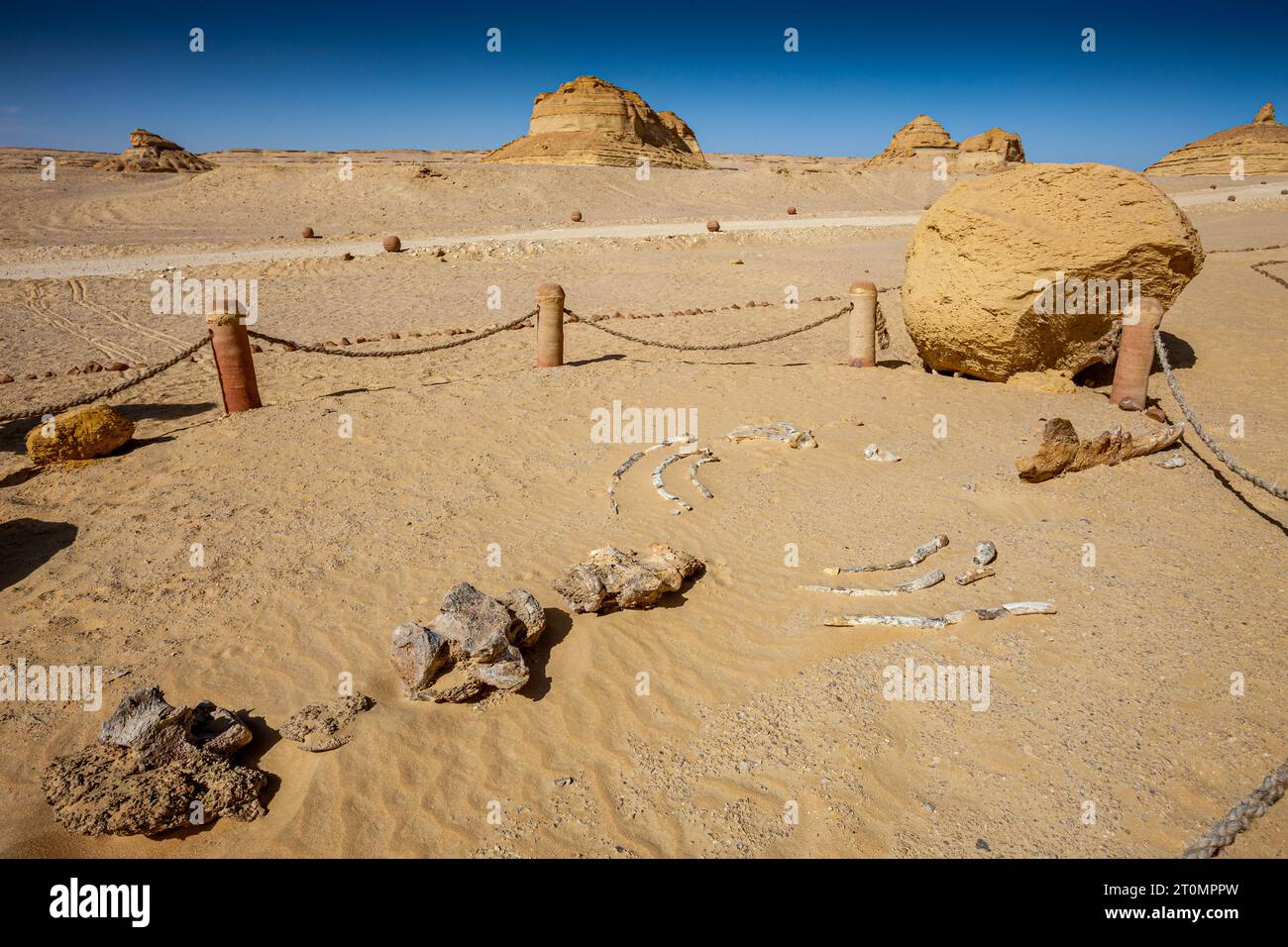 Egypt, Fayoum, Wadi el Hitan, Fossile skeleton of a prehistoric whale ...