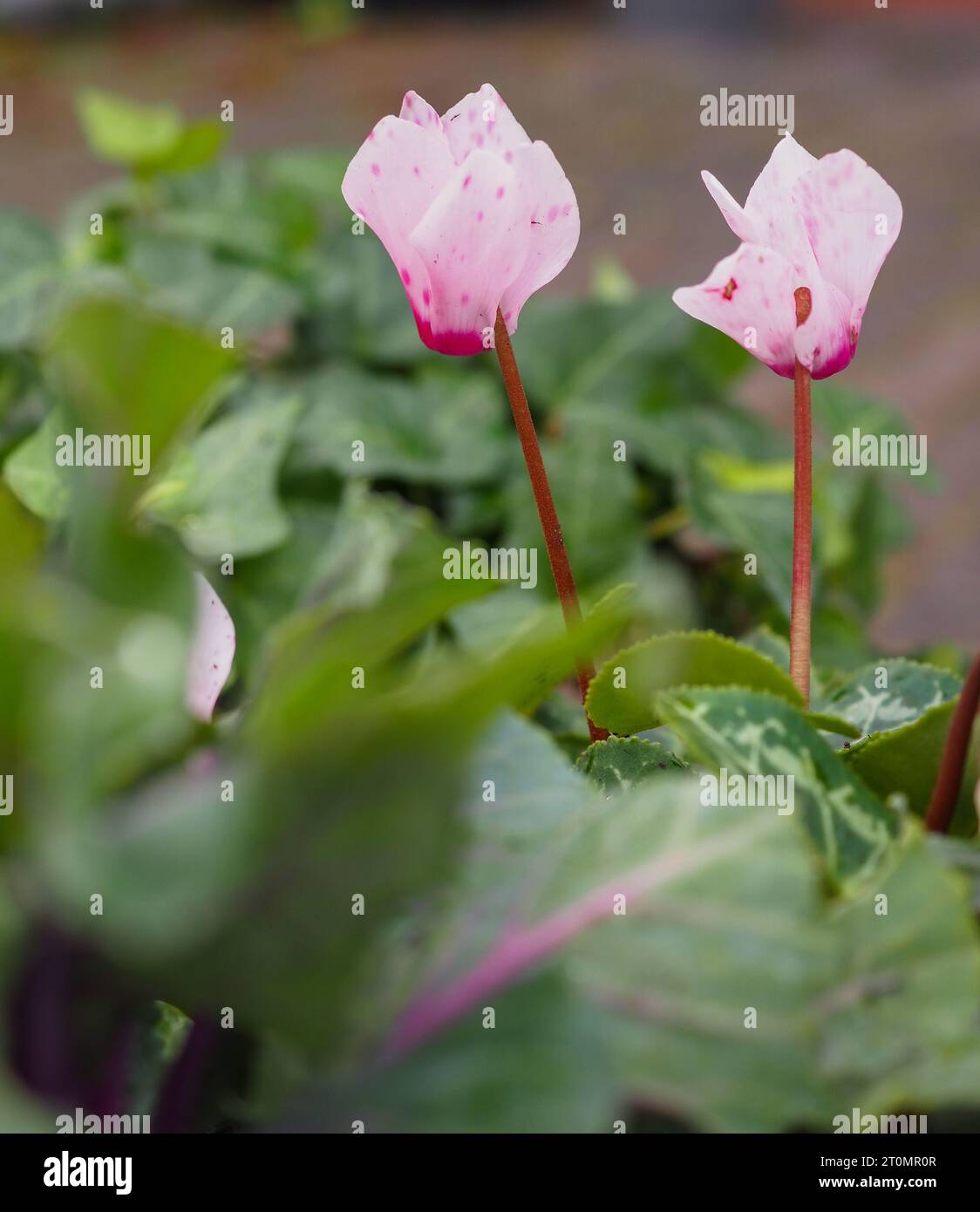 Spotty cyclamen hi-res stock photography and images - Alamy