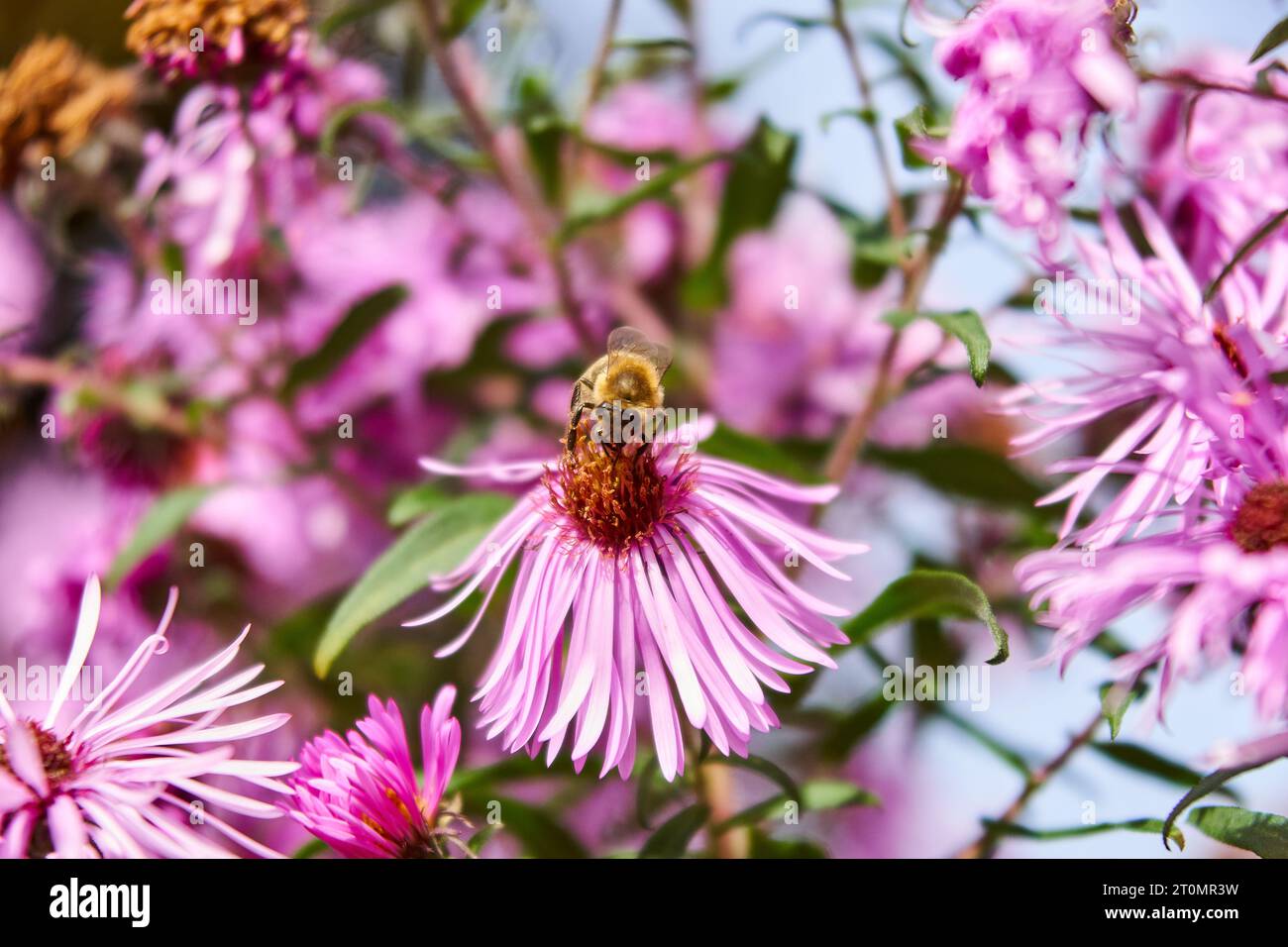 Amidst autumn's gold, a honey bee dances on pink asters, sipping nectar ...