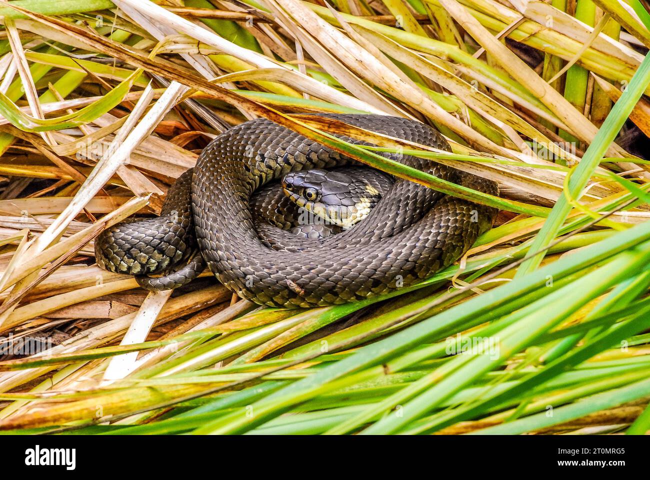 Grass Snake - Natrix natrix Stock Photo - Alamy
