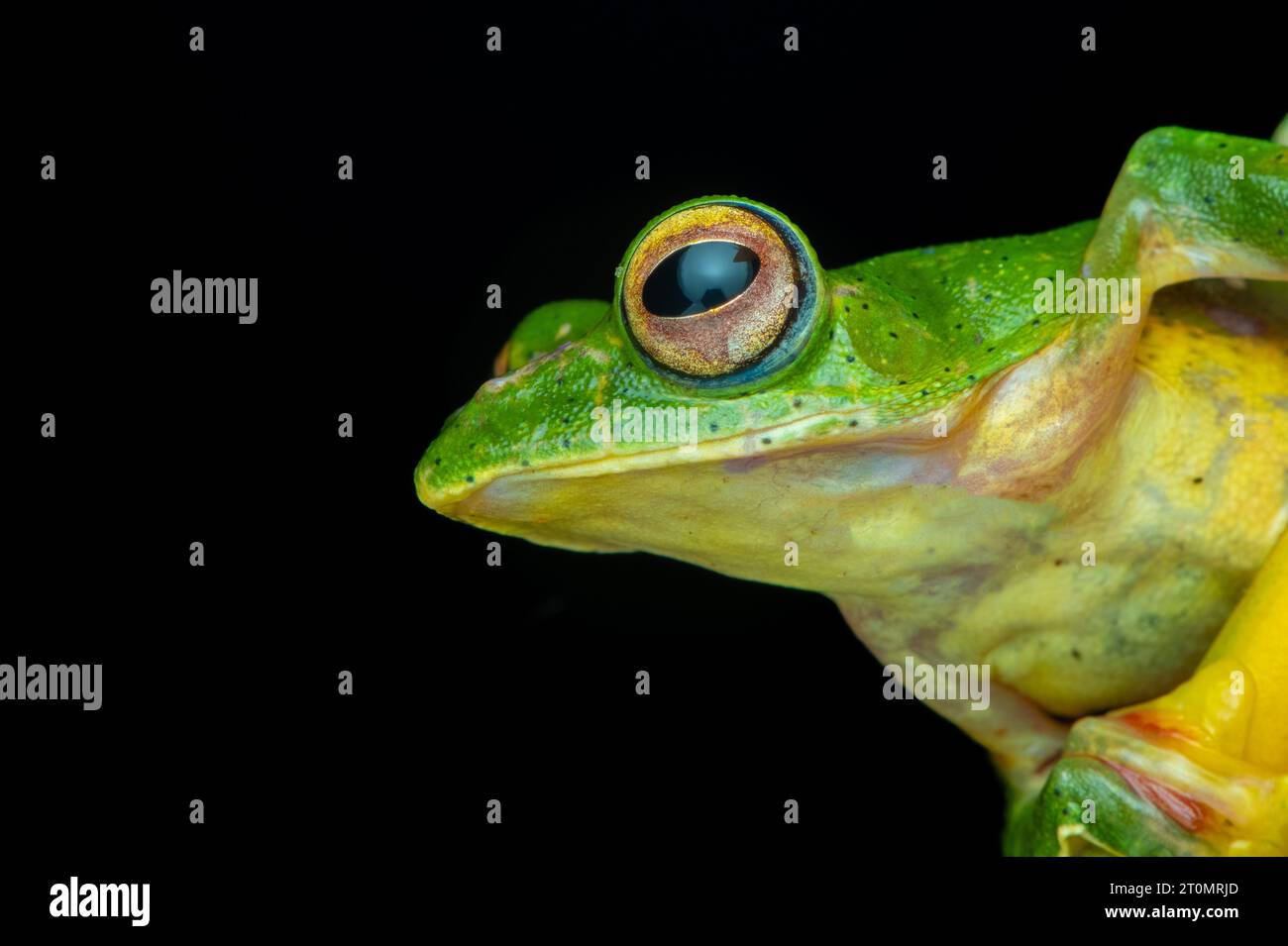 Malabar Gliding frog, Malabar flying frog Stock Photo - Alamy