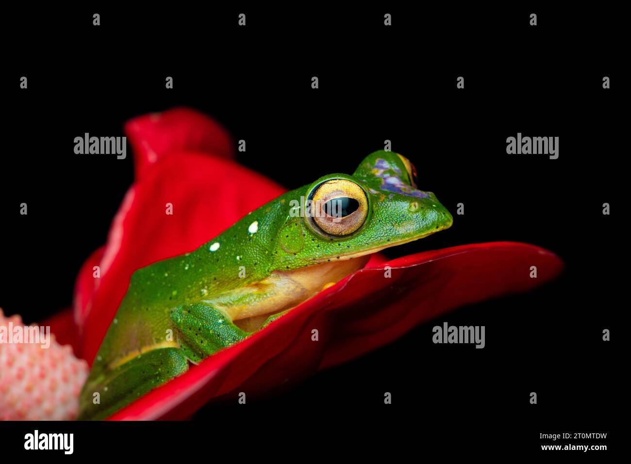 Flying frogs hi-res stock photography and images - Alamy