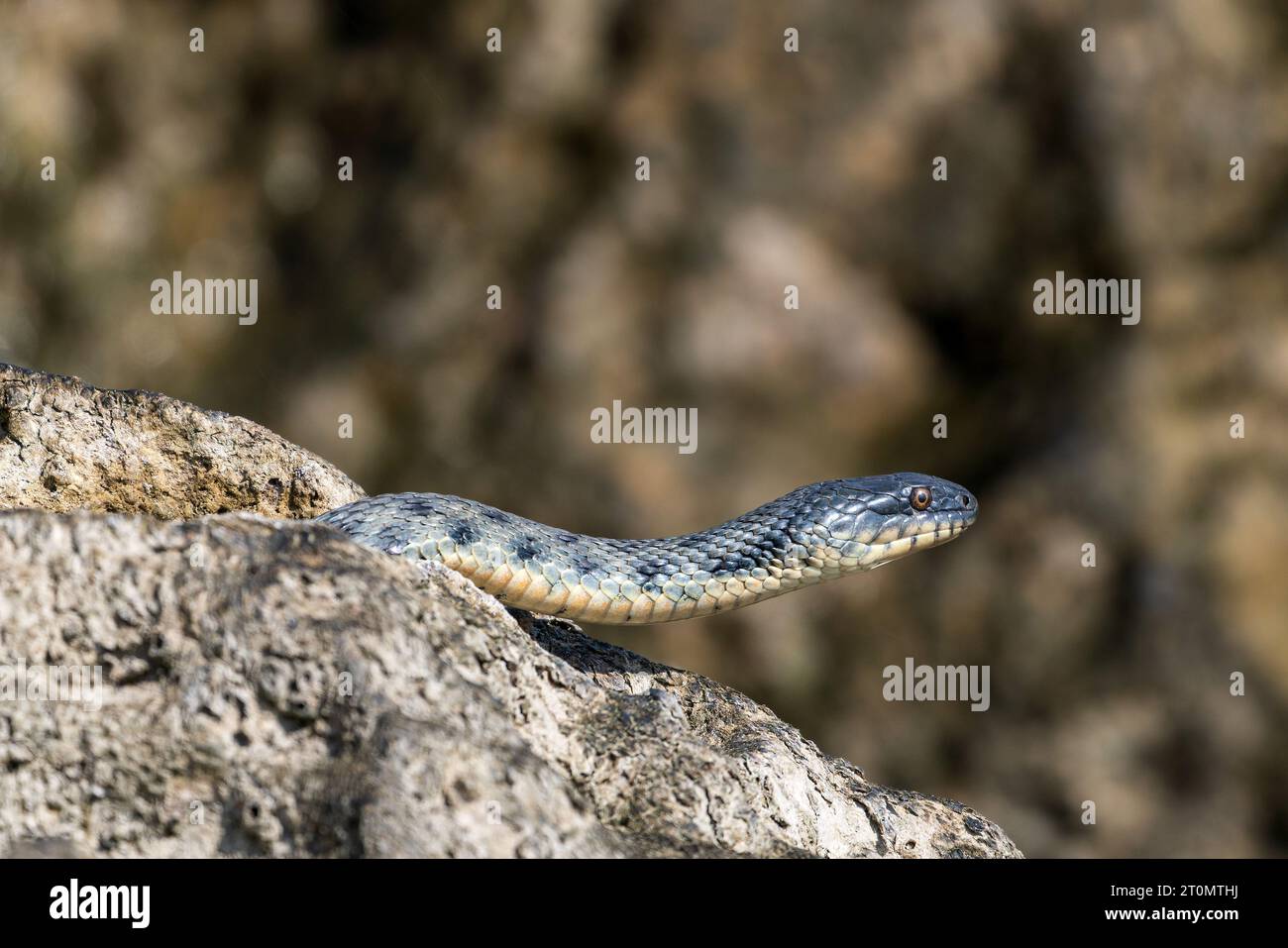 Caspian water snake hi-res stock photography and images - Alamy