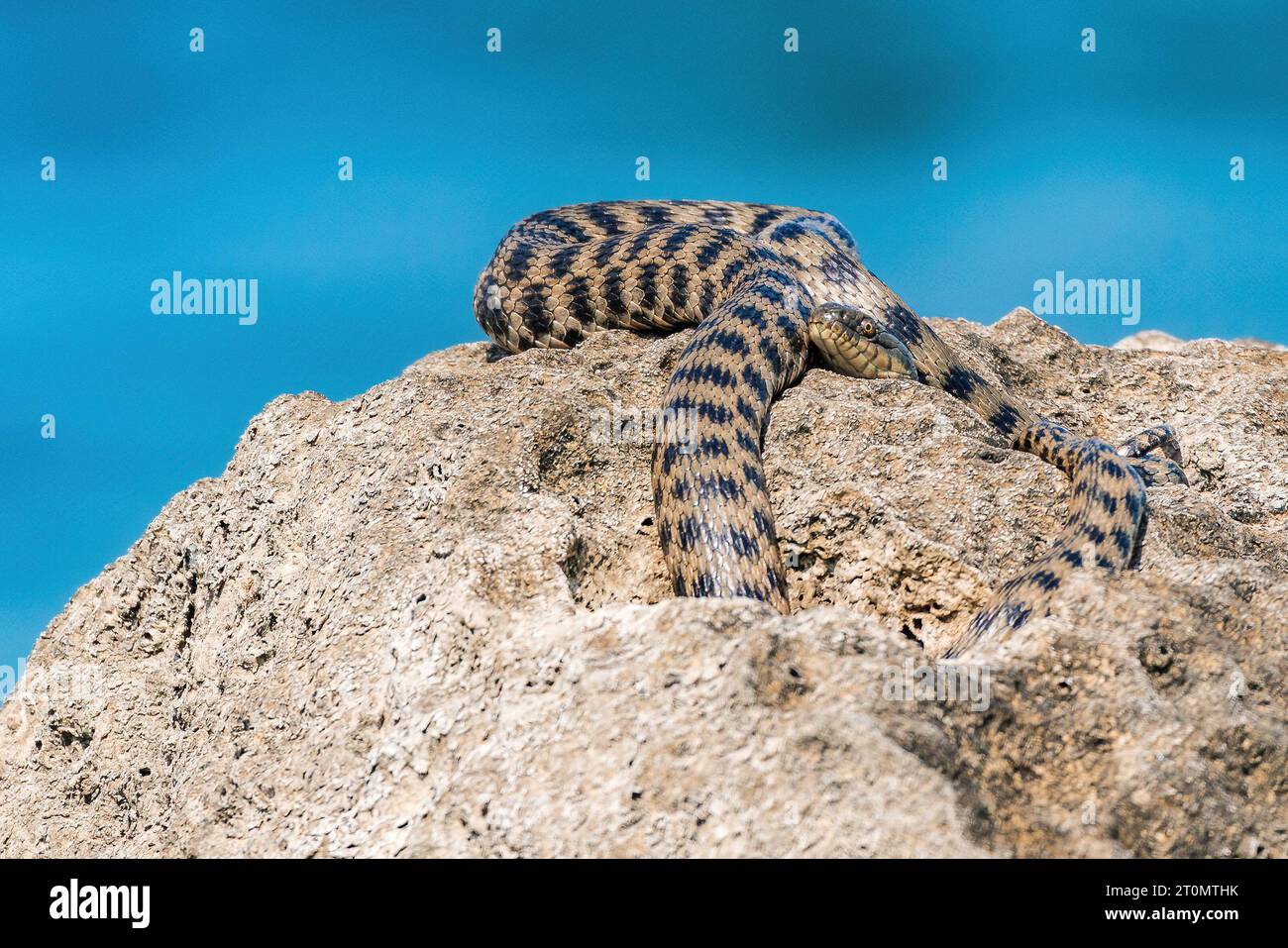 Sleeping snake hi-res stock photography and images - Alamy