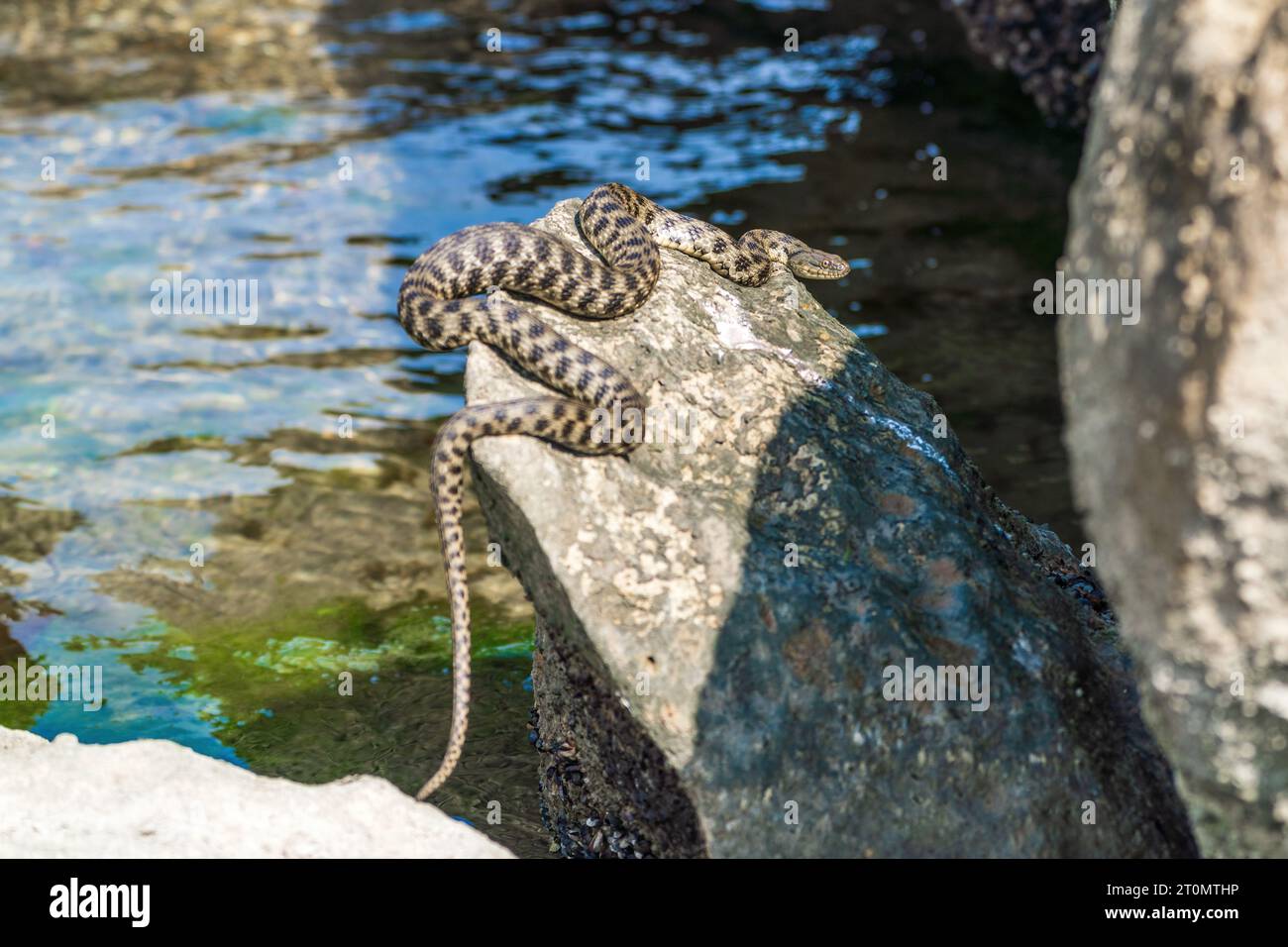 Caspian water snake hi-res stock photography and images - Alamy