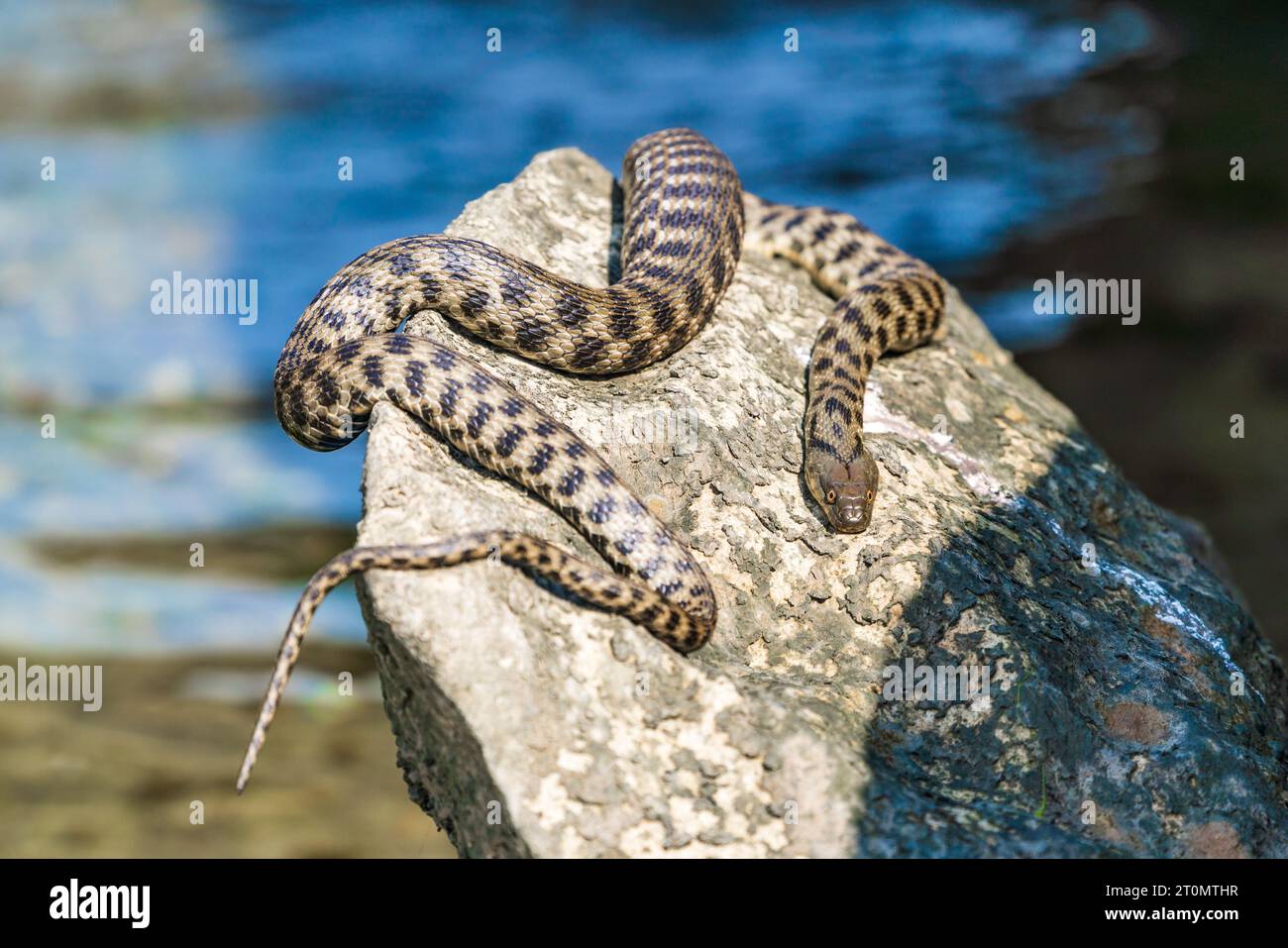 Beautiful water snake in natural habitat Stock Photo - Alamy