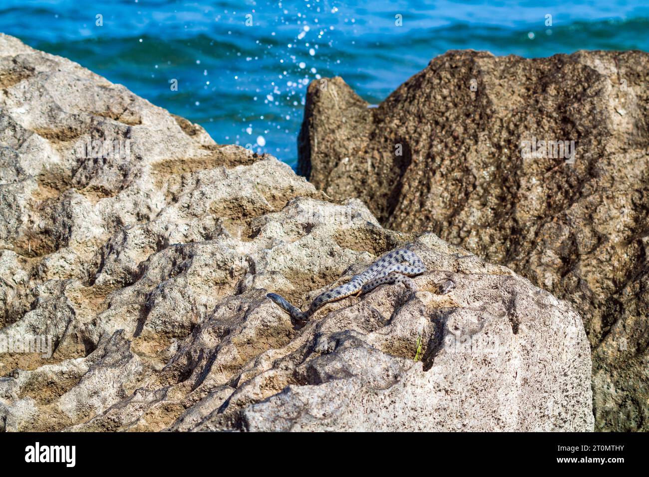 Caspian water snake hi-res stock photography and images - Alamy