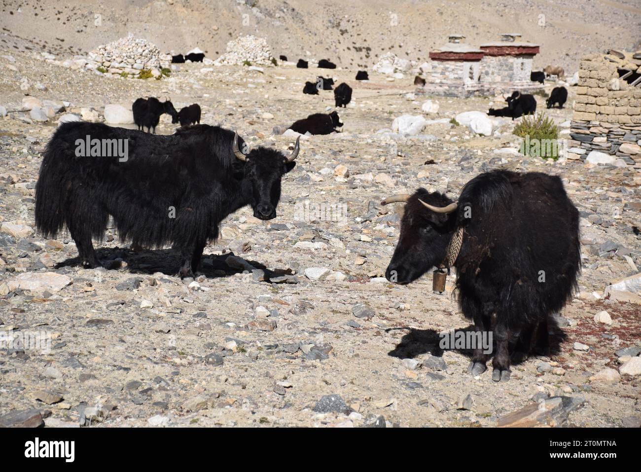 Yak tibetan cow yaks hi-res stock photography and images - Alamy