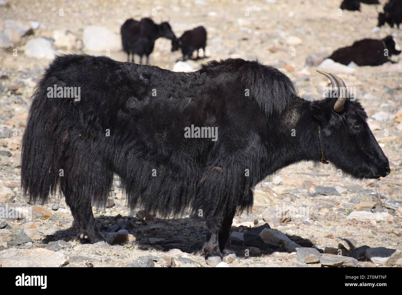 A black yak near Everest base camp in Tibet Autonomous Region Stock ...