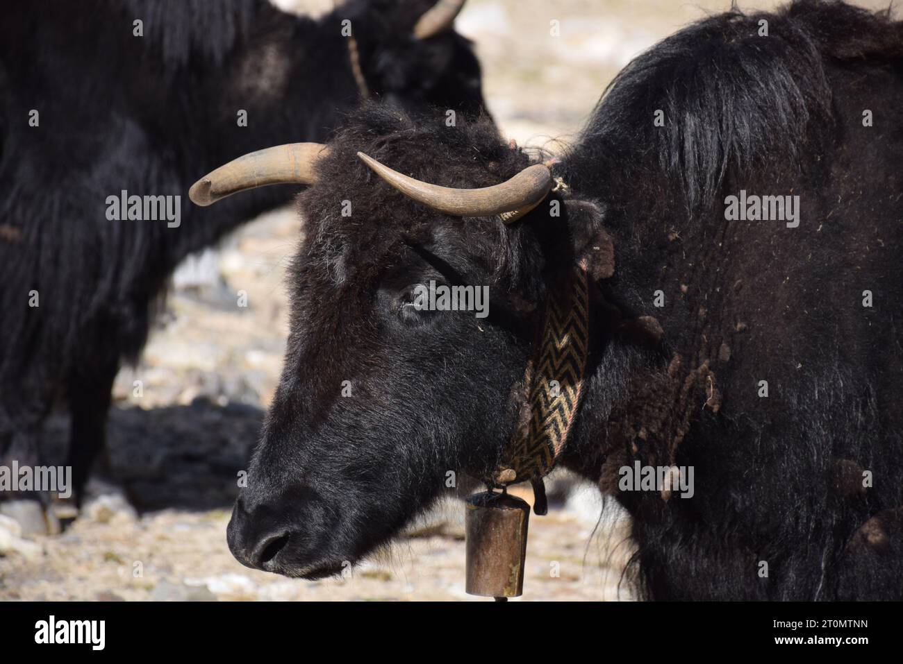 Close up of a black yak near Everest base camp in Tibet Autonomous ...