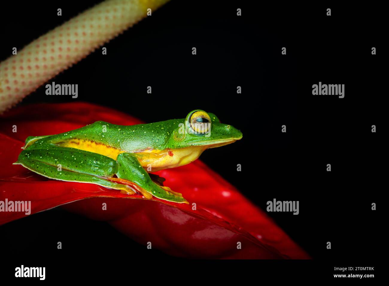Malabar Gliding frog, Malabar flying frog Stock Photo - Alamy