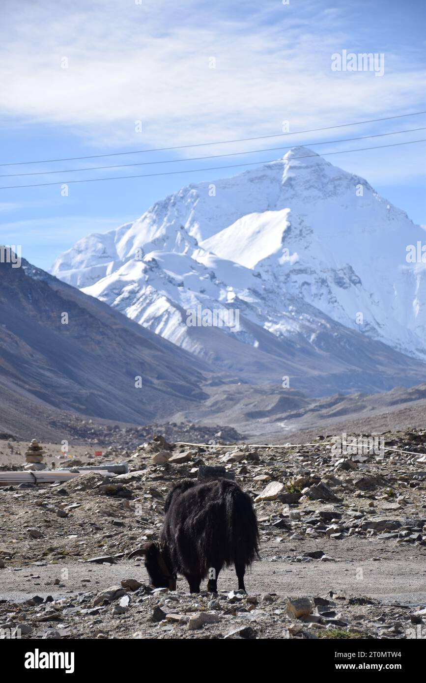 A black yak with Mount Everest's peak on the background in Everest base ...