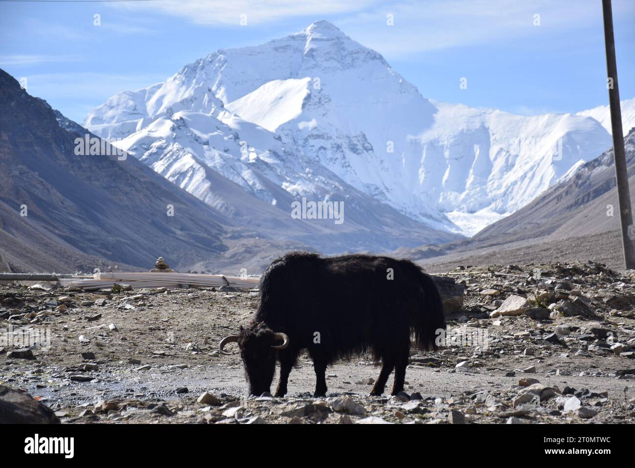 A black yak with Mount Everest's peak on the background in Everest base ...