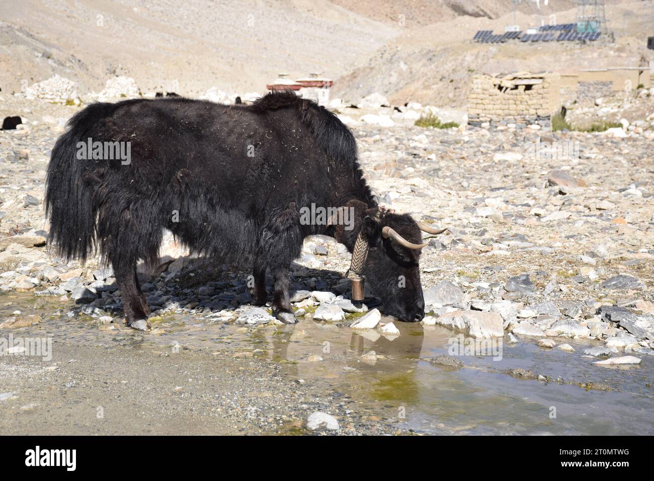 A black yak drinking water nearby Everest base camp in Tibet Autonomous ...