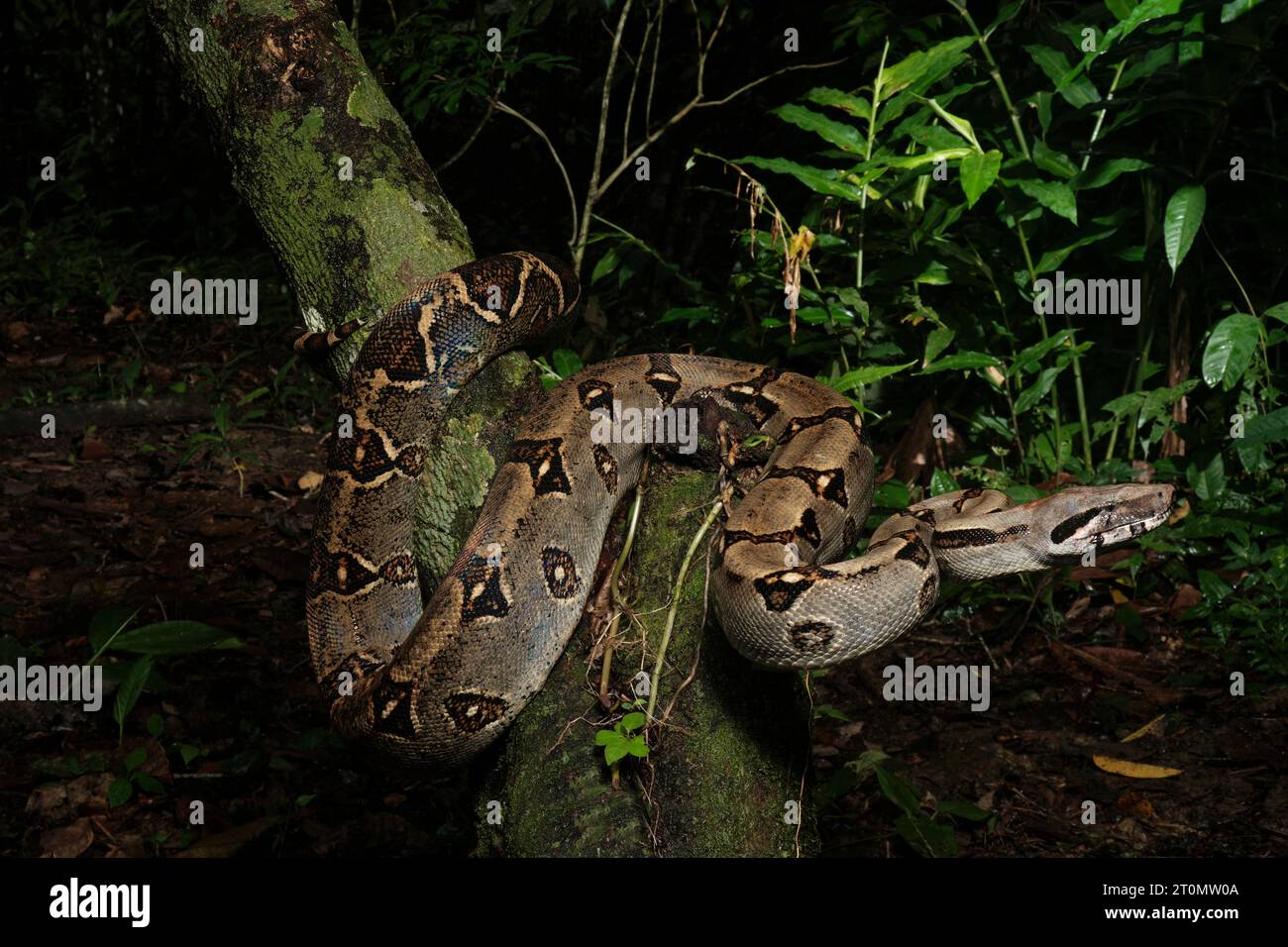 Imperator boa hi-res stock photography and images - Alamy